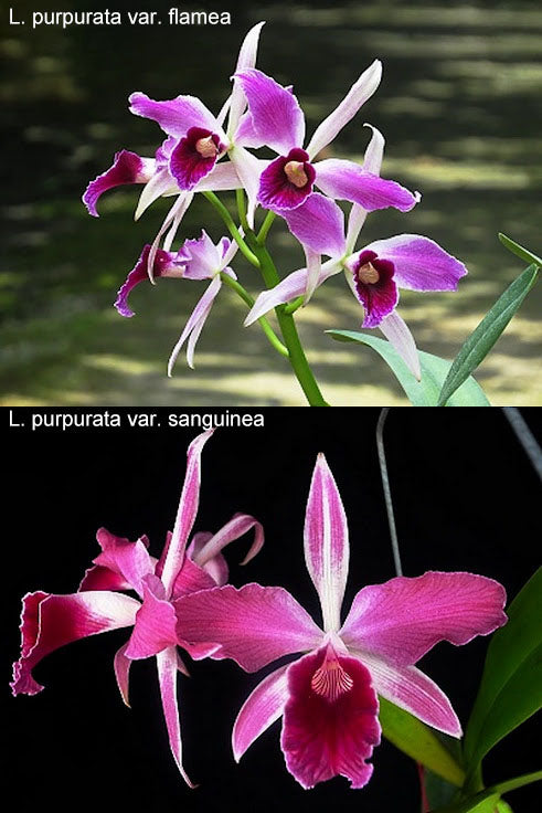 Cattleya (syn. Laelia) purpurata f. flamea x f. sanguinea, plant photo ...